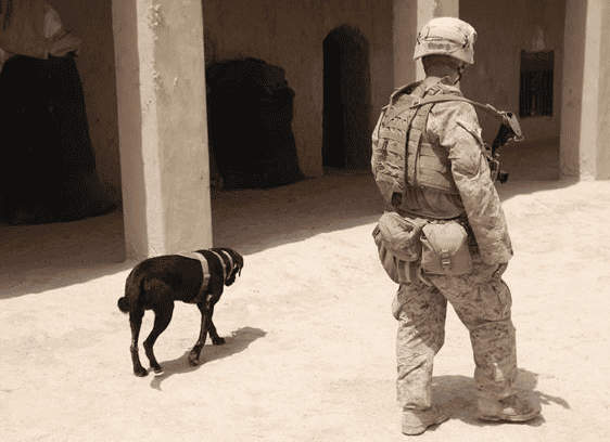 Marine Corps Dog Handler (MOS 5812): 2022 Career Profile