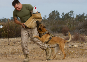 Marine Corps Dog Handler (MOS 5812): 2023 Career Profile