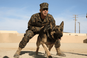 Marine Corps Dog Handler (MOS 5812) Career Guide For 2026